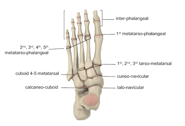 5th Toe Anatomy